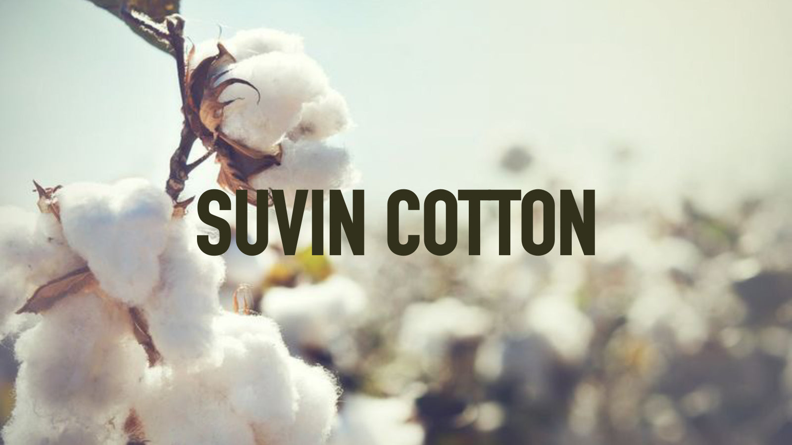 The world's finest cotton, known as the "jewel of cotton" – The Cotton ...
